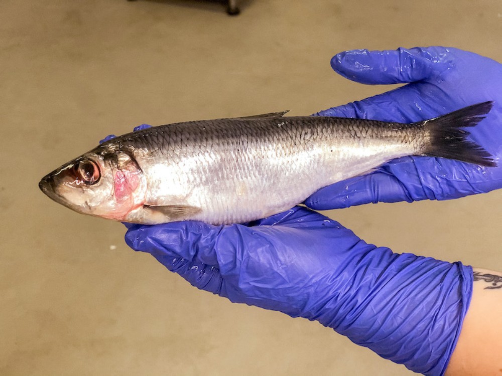 ČERSTVÝ SLEĎ | Ocean48.cz